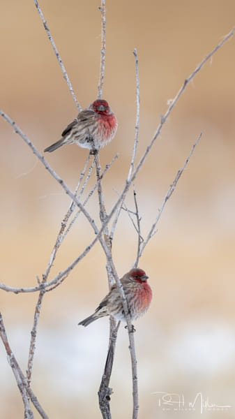 Finches by RH Miller | 500px