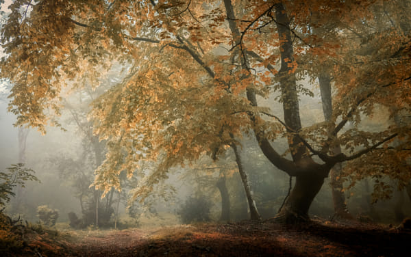 Mother Nature IV by Marinus Keyzer de / 500px