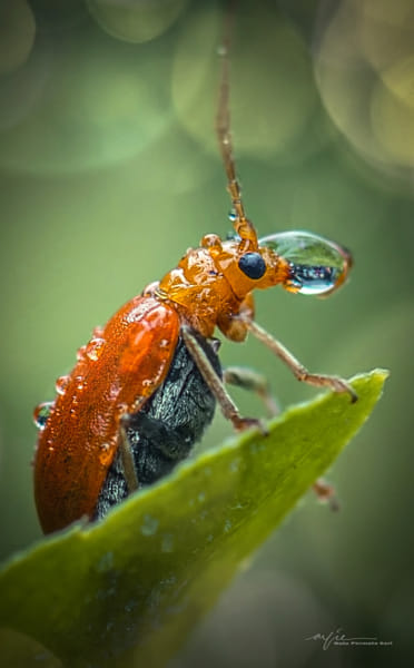 Thirsty by 'Ayie' Ratu Permata Sari | 500px