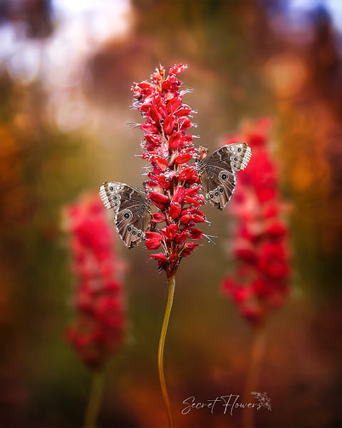 Gold of Rivendell by Enrico Fossati / 500px