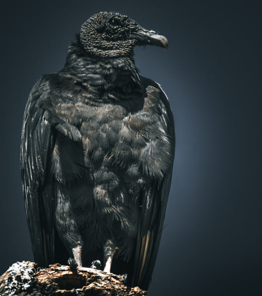 Urubu ( vulture ) by Ednar Fotografias | 500px