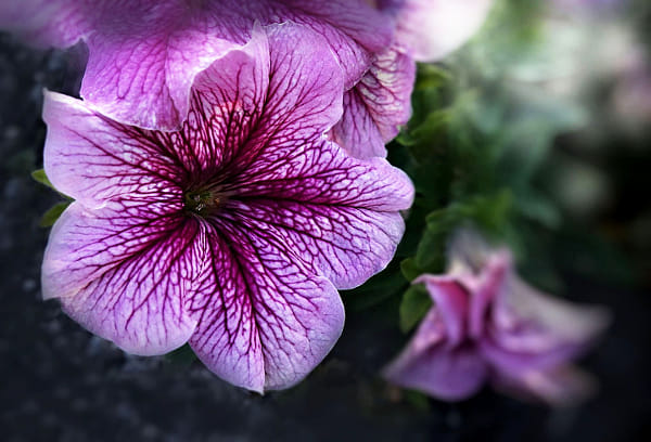 Петуния by Flora | 500px