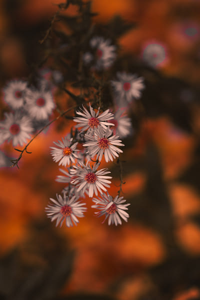 Tulips by David Kelly | 500px
