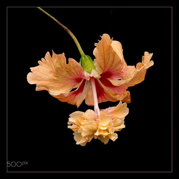 Three Pink Calla Lilies by Philip Opdebeeck | 500px