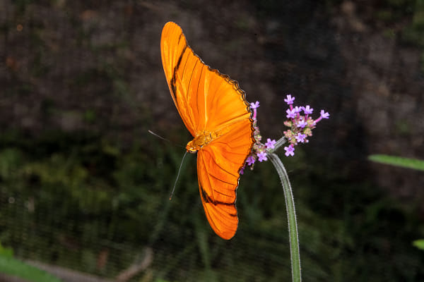 Julia Longwing (Dryas julia) by Robert Kramer | 500px
