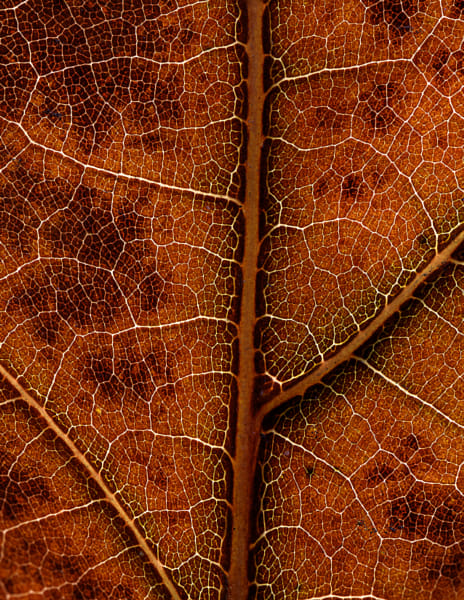 DSC_0237-Edit Leaf Vein by Stan Balik | 500px