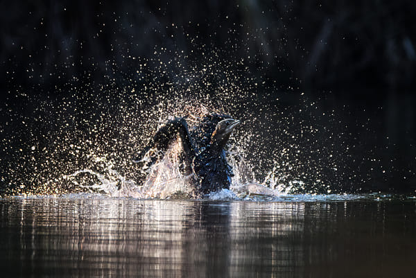 Daily Cleaning by Daniela D'Ottavi | 500px