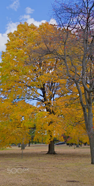 Signs of Autumn...23 by Michael Goffin | 500px