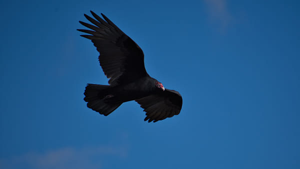 Vulture by David | 500px