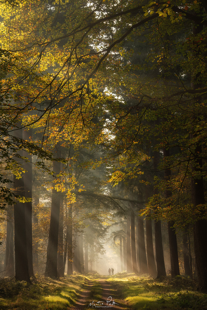 Fairy tale light in the forest by Martin Podt | 500px
