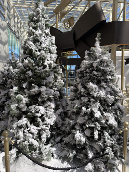 Christmas trees with architecture windows by Matt Leane | 500px