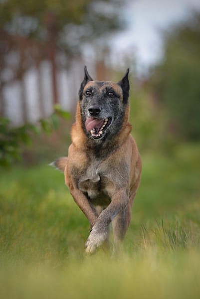 Our happy Malinois girl Astra by Ines Fuchs | 500px