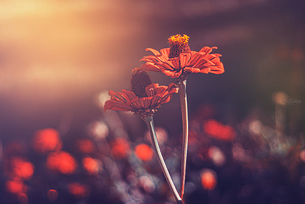 Three Pink Calla Lilies by Philip Opdebeeck | 500px