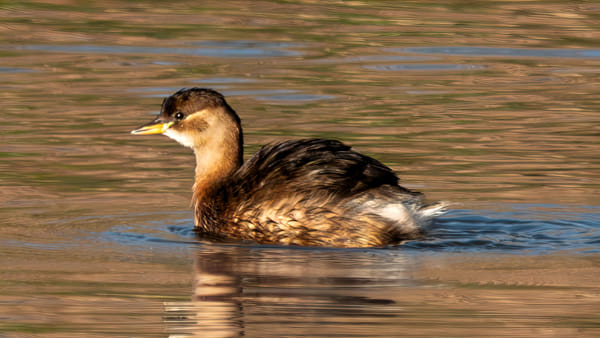 Little Grebe female (Tachybaptus ruficollis) by H.A. Steehouwer | 500px