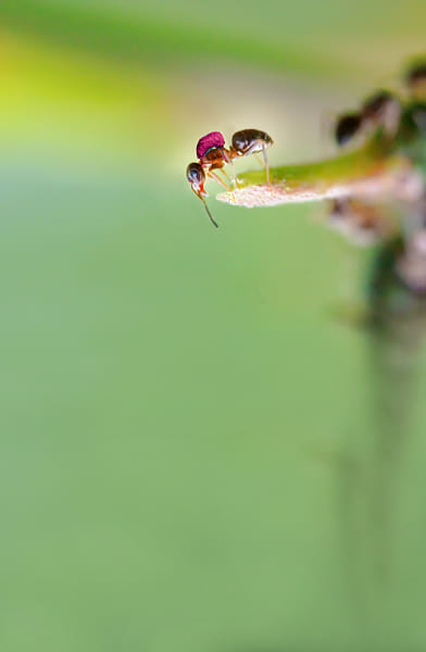 Camouflage by Vie Lipowski | 500px