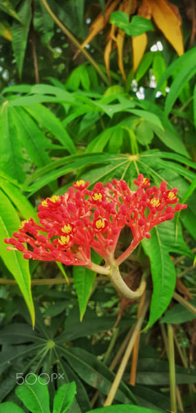 Jatropha multifida L. by Harry Pattiasina | 500px