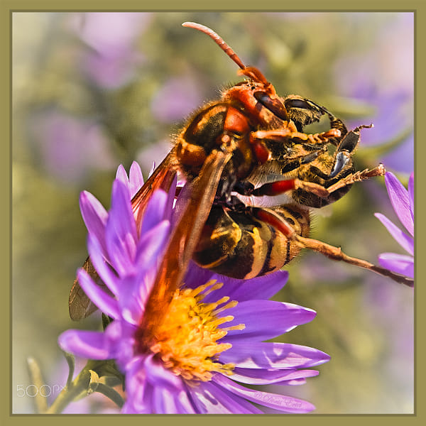 Hunger makes evil... by Doris Ertel | 500px