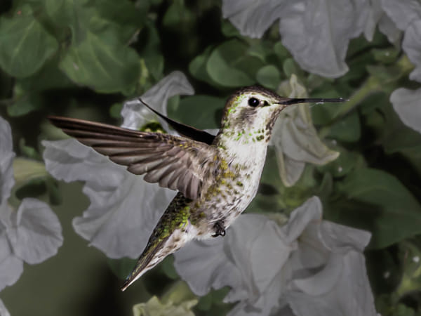 Anna's Hummingbird by David Goodell | 500px