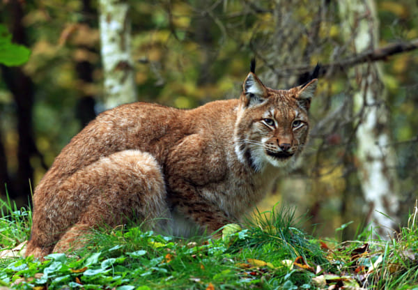 Luchs by loramulle | 500px