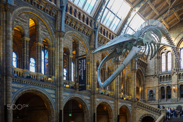 Hope, the Blue Whale, the Natural History Museum, London by Carol ...
