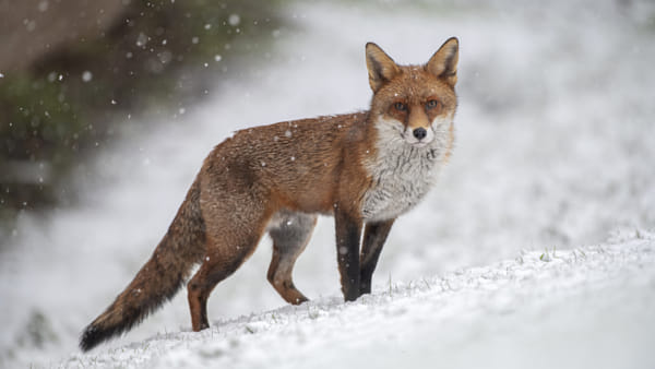 Chess players by Vadim Trunov | 500px