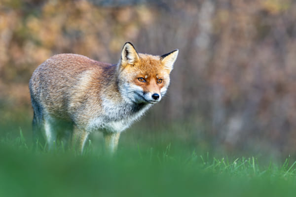 Red Fox by Eygenei Eg | 500px