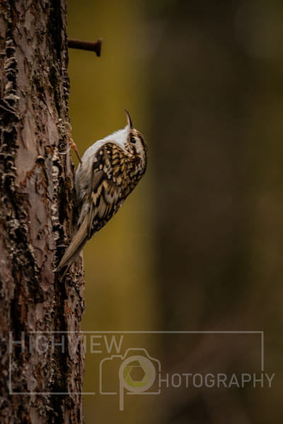 Tree creeper by anthony walker | 500px