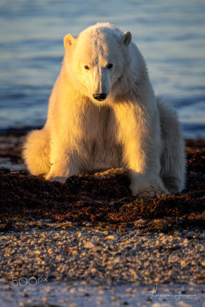 Golden bear cub by Leighton Lum | 500px
