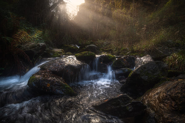Forest's Secret by Javier Velázquez | 500px