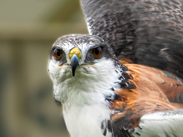 Variable Hawk portrait ( Genanoaetus Polyosoma) by H.A. Steehouwer | 500px