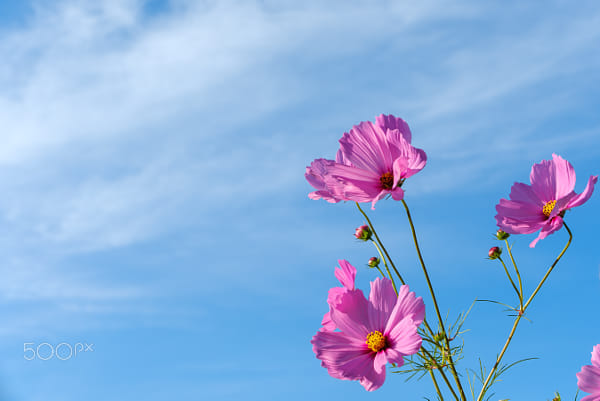 Graceful Cosmos under the Clear Blue Sky by Kazutaka | 500px