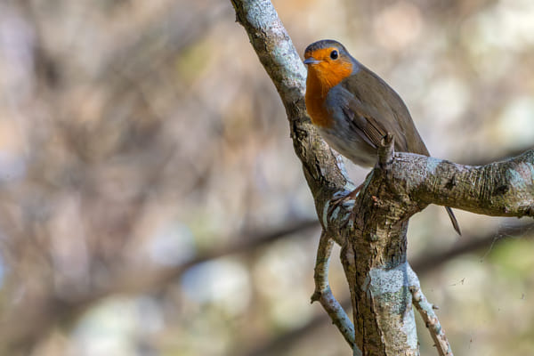 Rouge gorge by Christian DESBORDES | 500px