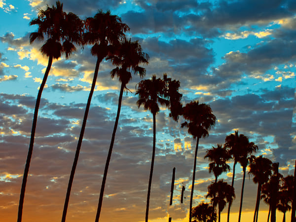 Descending Palms by Ralph Holcomb | 500px