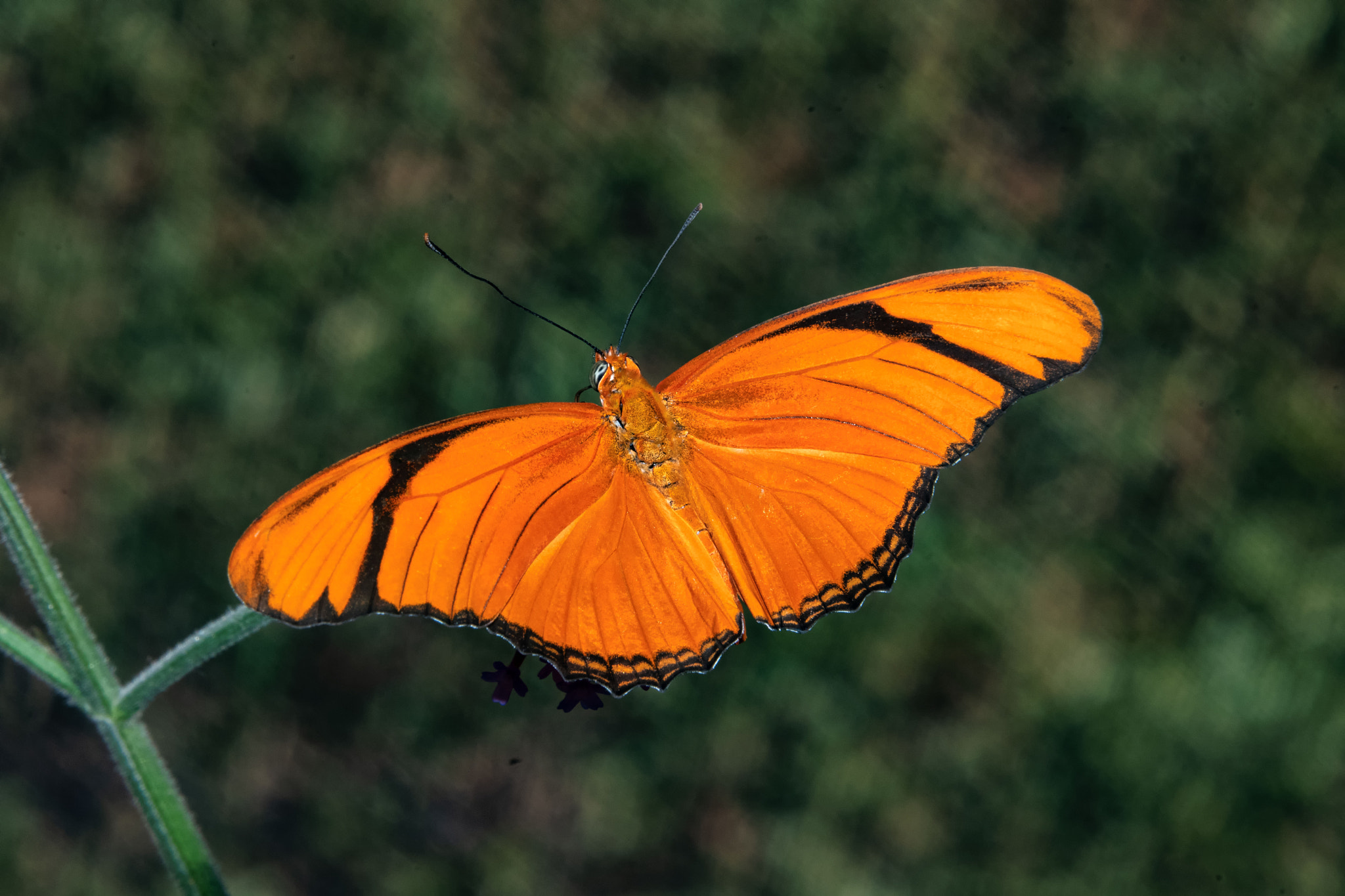 Julia Longwing (Dryas julia) by Robert Kramer | 500px