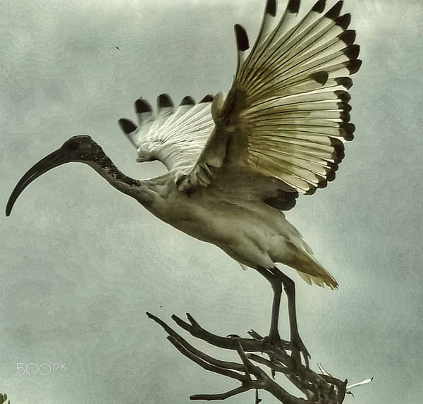 IMG_6406 Sacred Ibis by Terry Wells | 500px