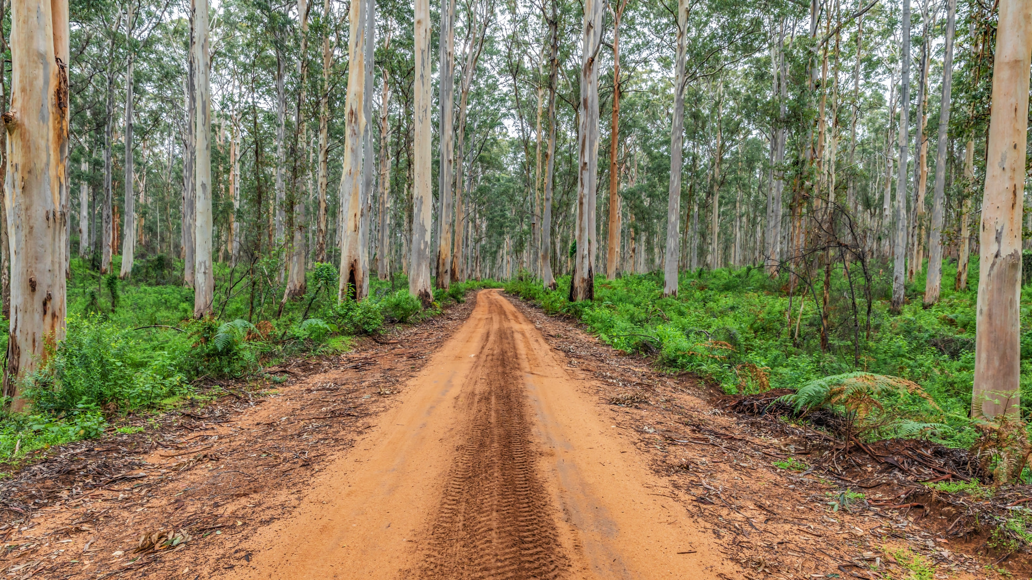 Boranup Forest by Camil Bicic | 500px