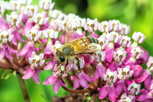 Honey Bee (Apis mellifera) by Robert Kramer | 500px
