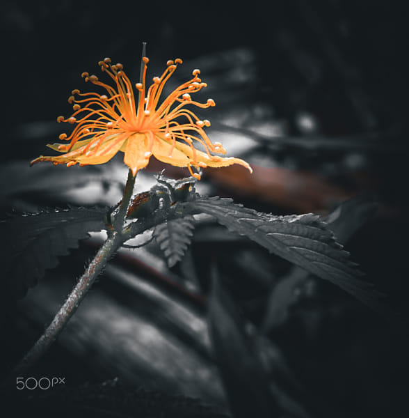 Life by Ednar Fotografias | 500px