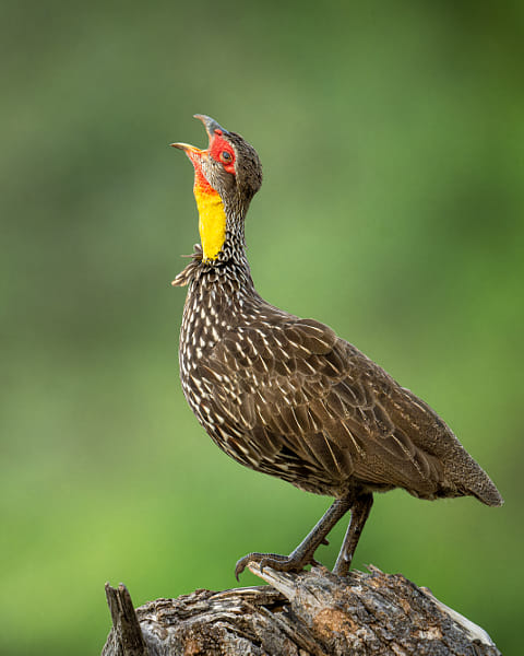 Appeal by Ruzhdi Ibrahimi | 500px