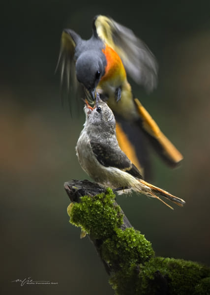 Parental Care by 'Ayie' Ratu Permata Sari | 500px