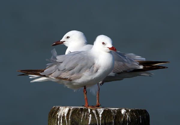 Two Gulls by Tom Musson | 500px