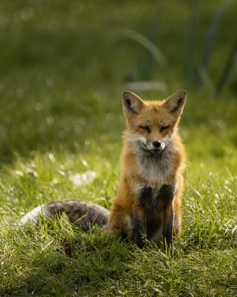 Fox by Christoph Neupert | 500px
