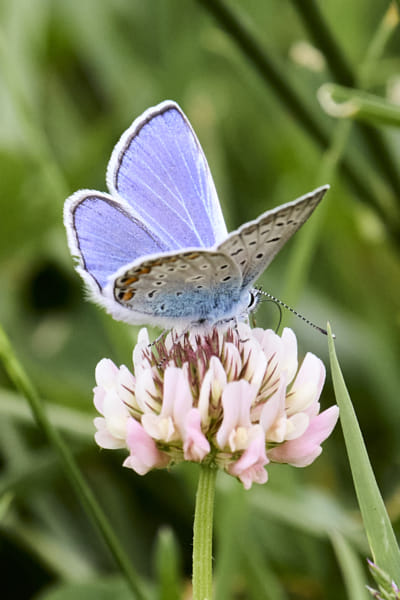 Polyommatus icarus by Ilya Shishkov | 500px