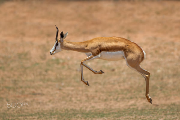 Springbok Ram jumping in the air at Kgalagadi South Africa by Fanie ...
