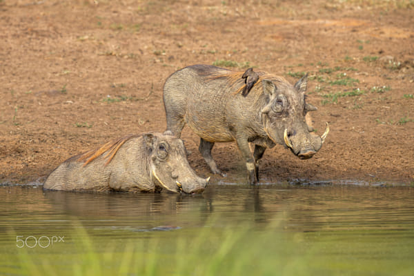 Warthog boar and sow taking a bath at a waterhole in the Kruger ...