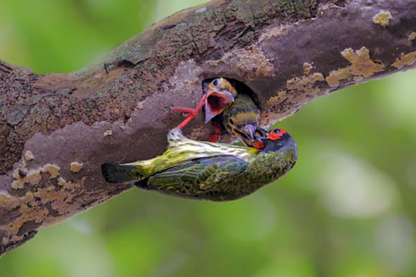 Close-up of birds feeding the chicks perching on tree by Riadi Pracipta ...