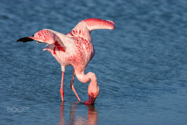 Beautiful pink Lesser Flamingo sifts water for food with open wings by ...
