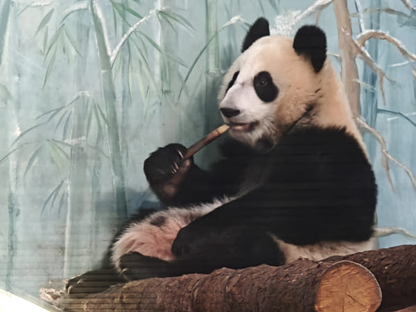 Baby Giant Panda Katyusha by ⭐Natasha⭐ | 500px