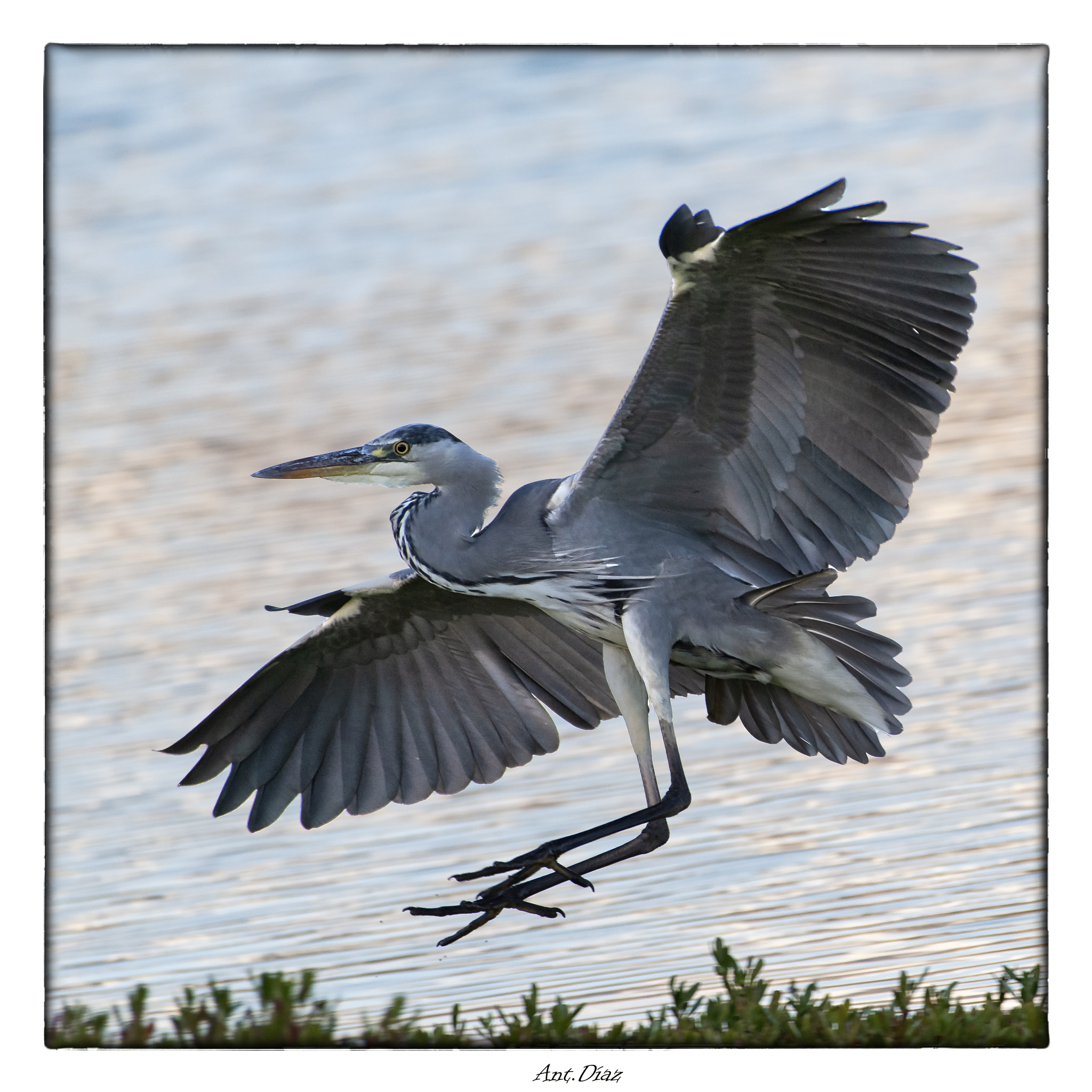 Garza Real by Antonio Diaz Pedraza | 500px