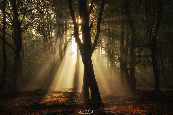 Dancing in the sunlight by Martin Podt | 500px